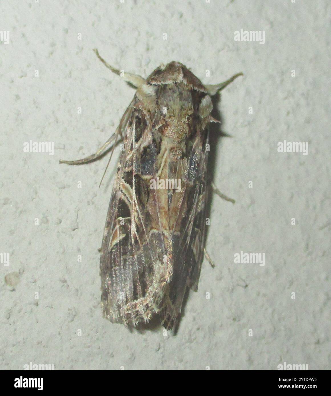 Mediterranean Brocade (Spodoptera littoralis Stock Photo - Alamy