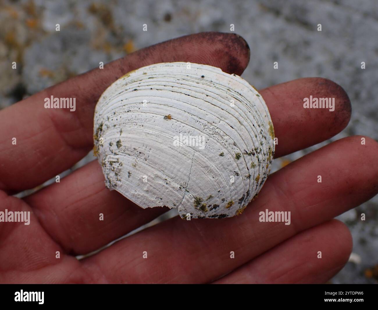 Pacific Littleneck Clam (Leukoma staminea Stock Photo - Alamy