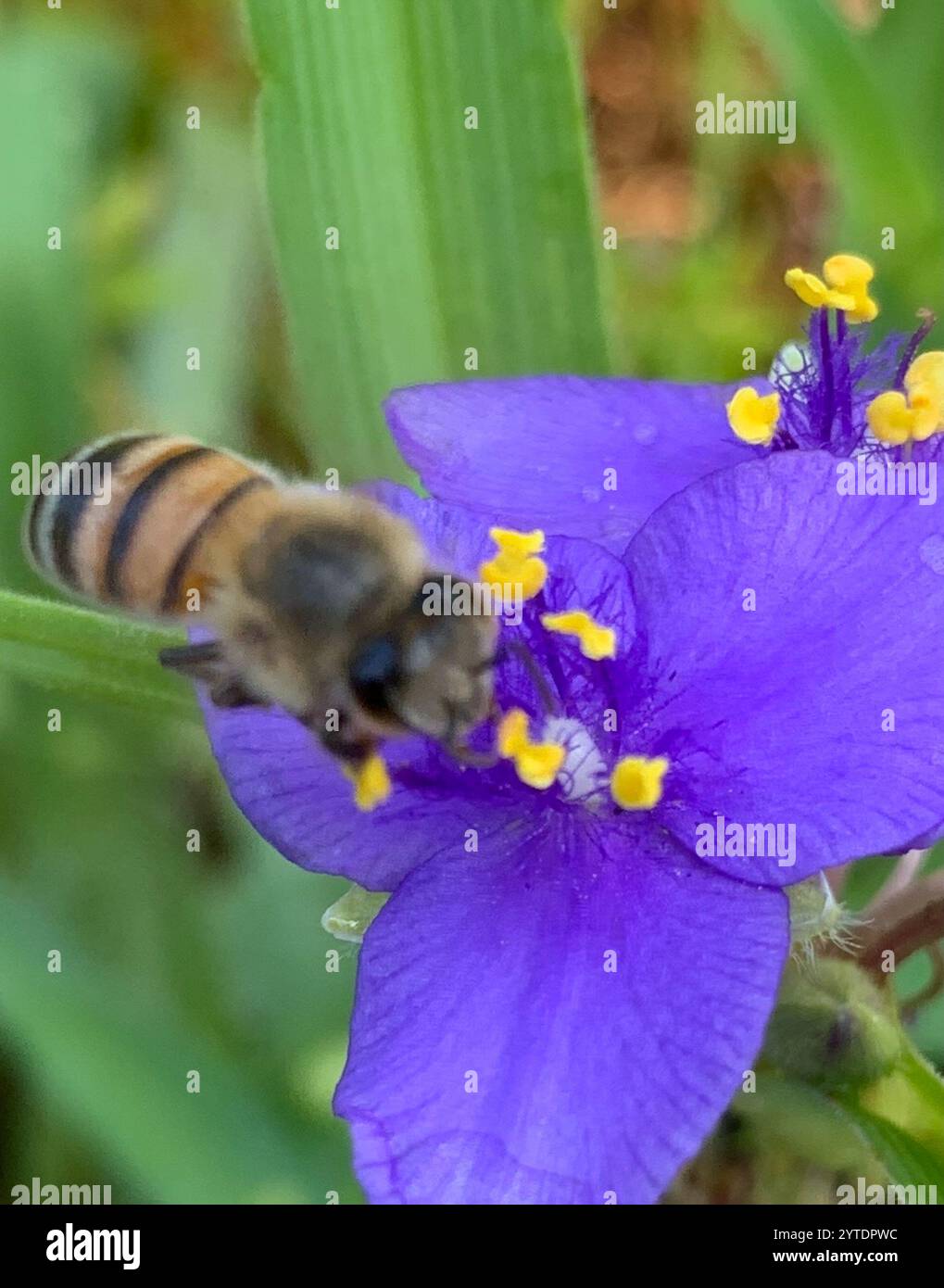 Western Honey Bee (Apis mellifera Stock Photo - Alamy