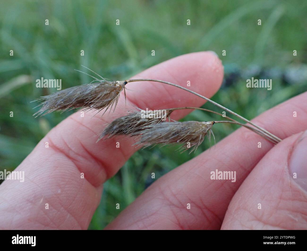 bristly dogtail grass (Cynosurus echinatus Stock Photo - Alamy