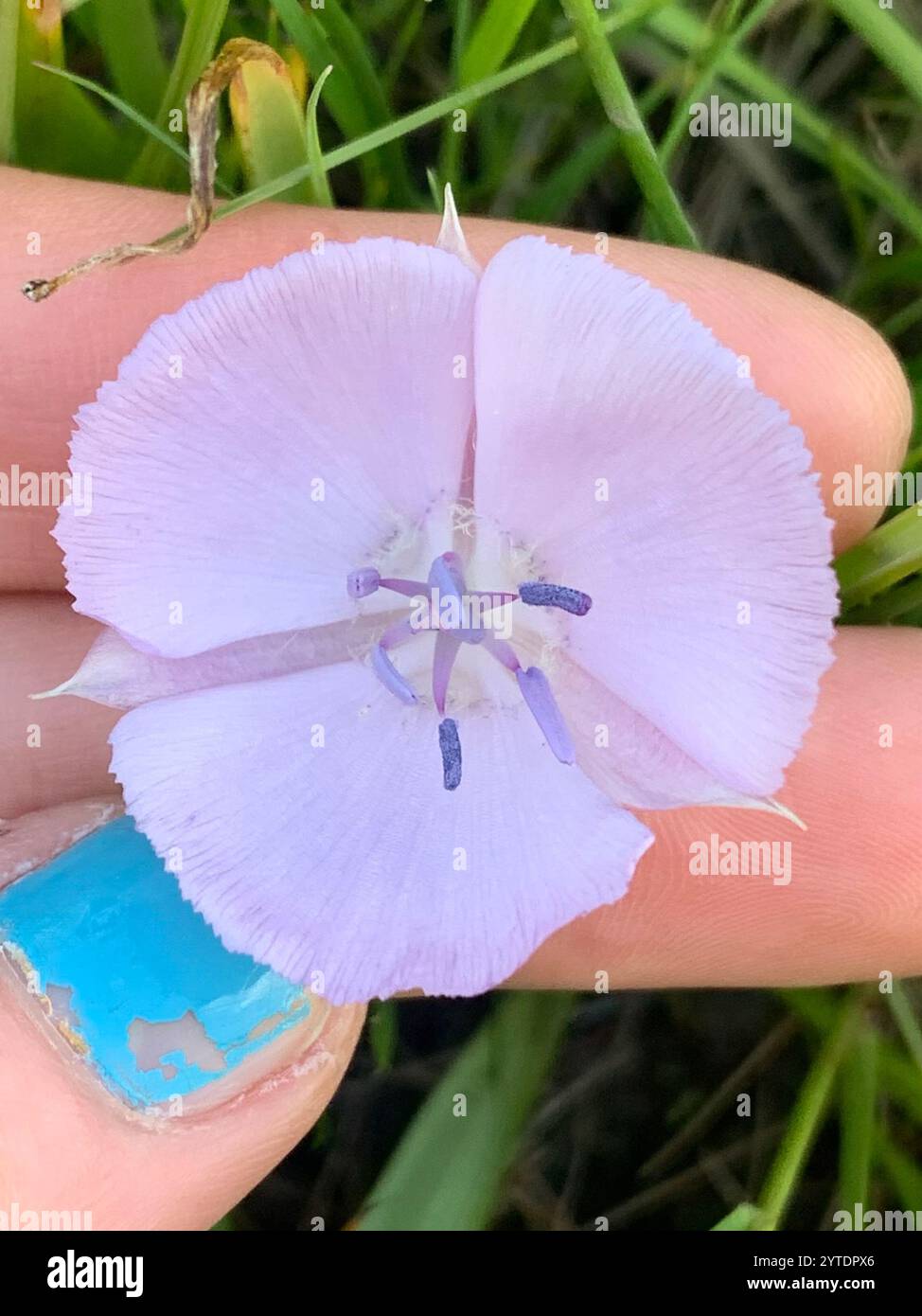 Pink star-tulip (Calochortus uniflorus Stock Photo - Alamy