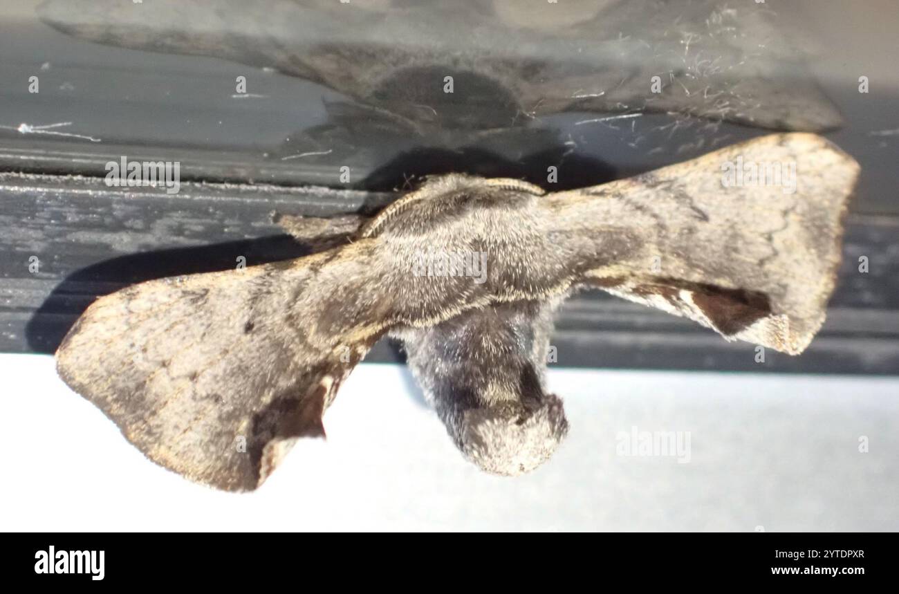 Silkworm Moths (Bombycidae Stock Photo - Alamy