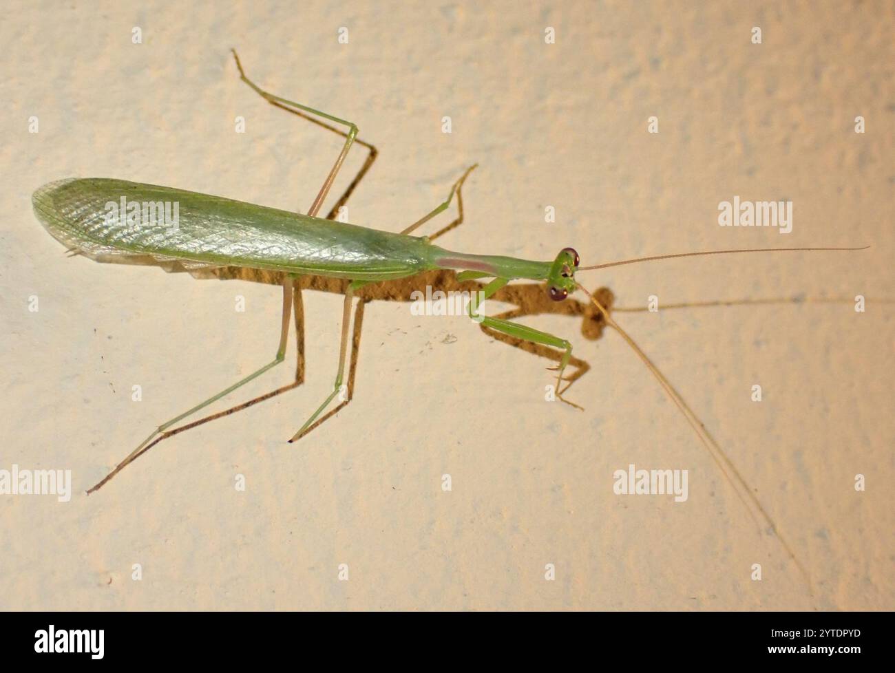 South African Mantis (Miomantis caffra Stock Photo - Alamy
