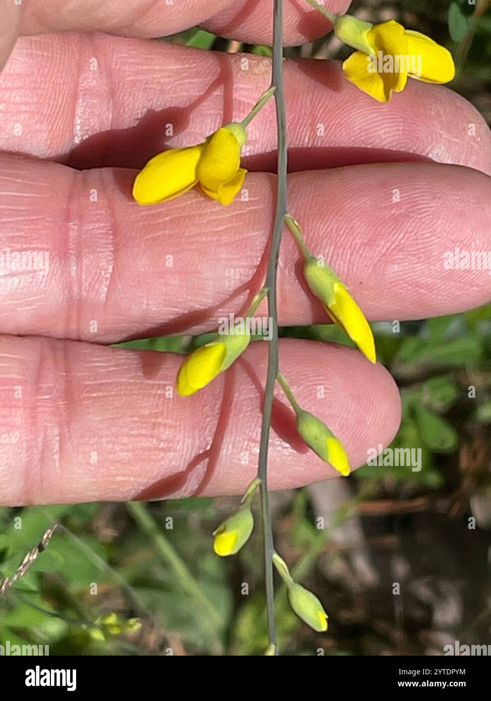 eastern wild indigo (Baptisia tinctoria Stock Photo - Alamy