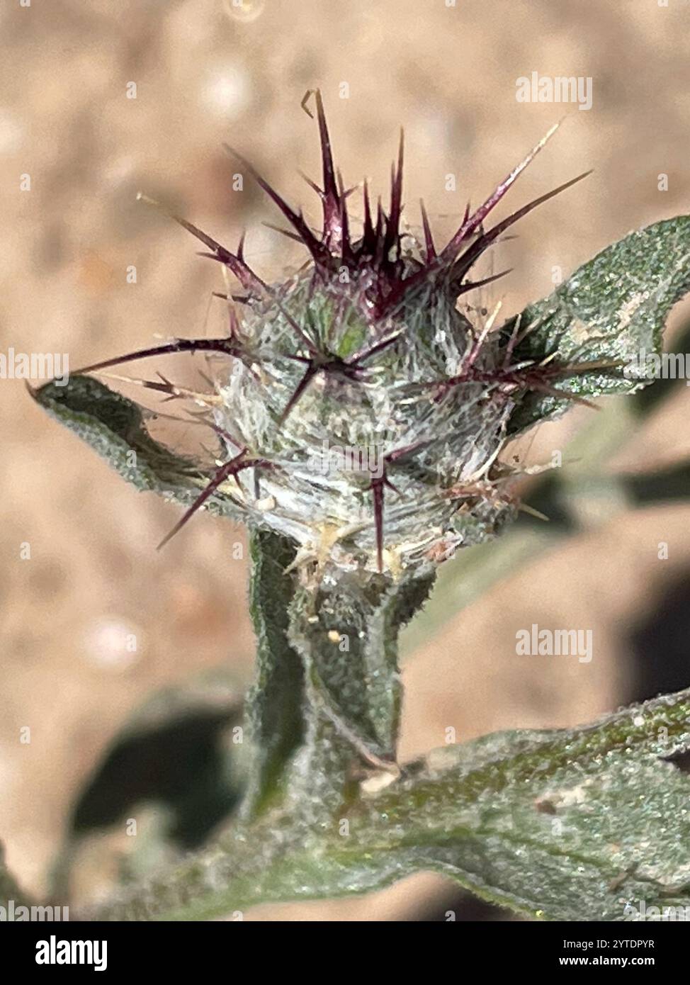 Maltese star-thistle (Centaurea melitensis Stock Photo - Alamy