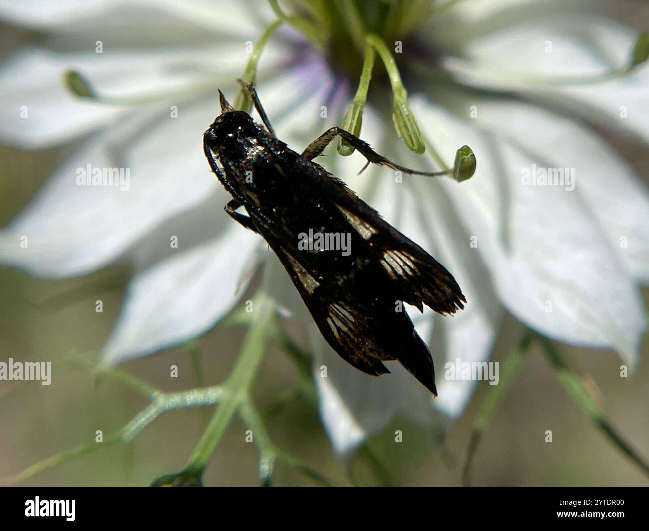 Clearwing Moths (Sesiidae Stock Photo - Alamy