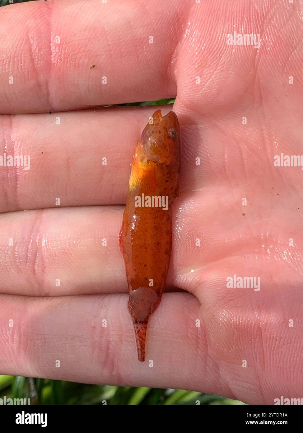 Slimy Snailfish (Liparis mucosus Stock Photo - Alamy