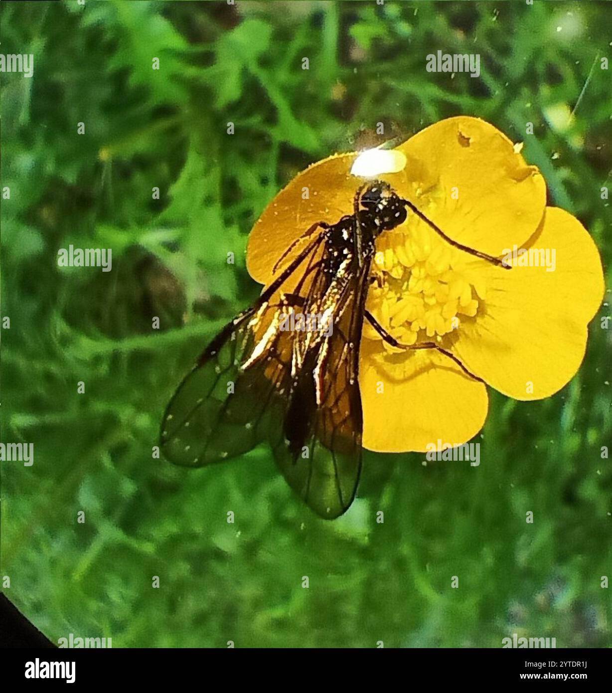 Stem Sawflies (Cephidae Stock Photo - Alamy