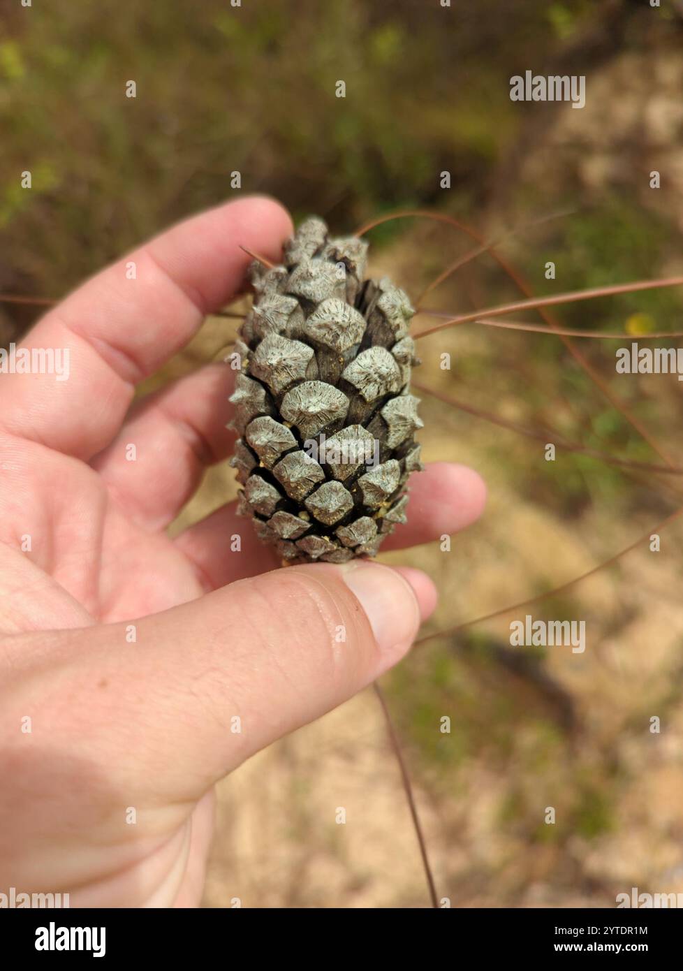 Pinus caribaea hi-res stock photography and images - Alamy