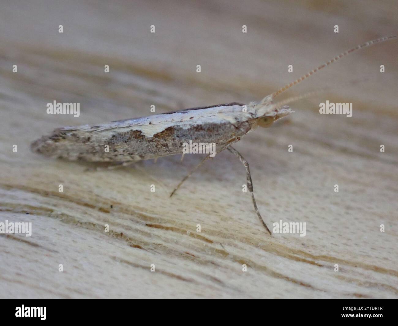 Diamondback Moth (Plutella xylostella Stock Photo - Alamy