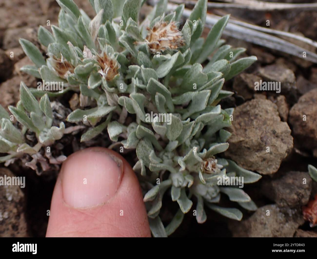 Low Pussytoes (Antennaria dimorpha Stock Photo - Alamy