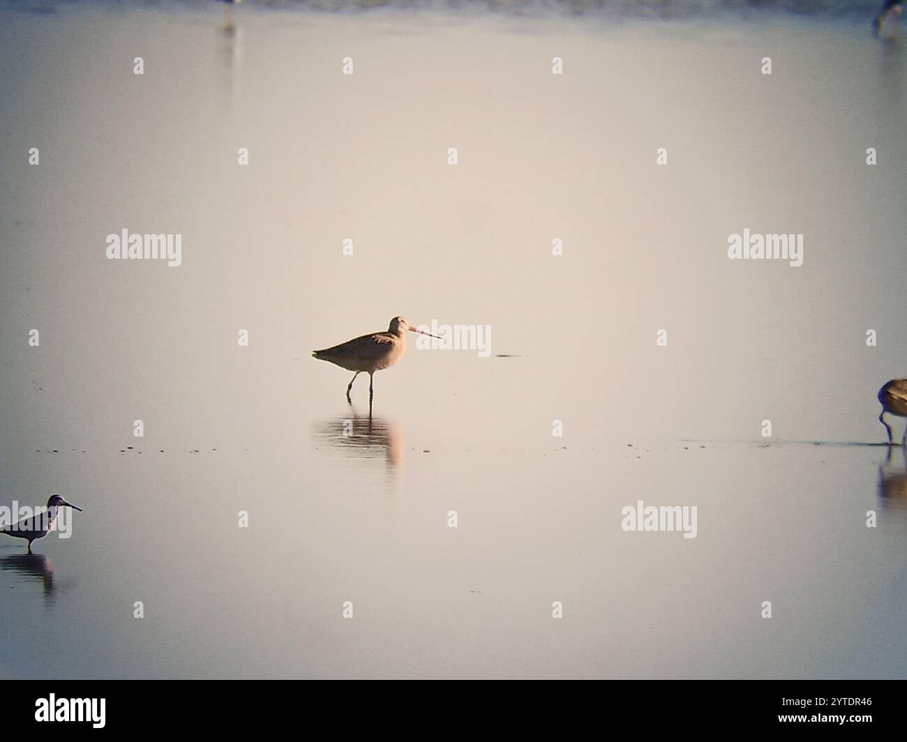 Marbled Godwit (Limosa fedoa Stock Photo - Alamy