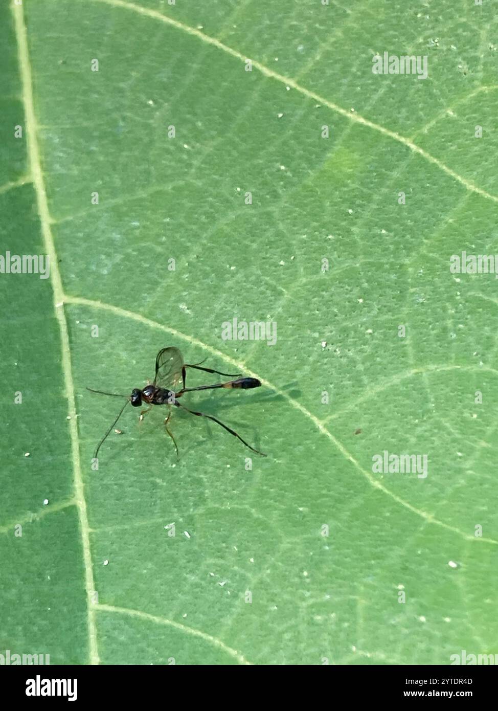 Ichneumonid and Braconid Wasps (Ichneumonoidea Stock Photo - Alamy