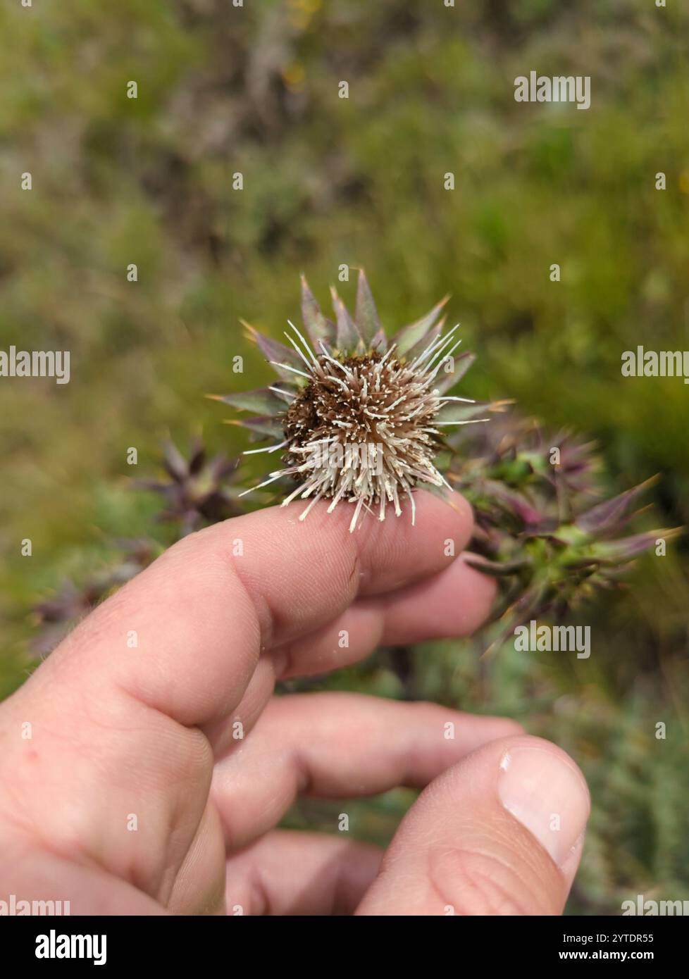 Mount Hamilton fountain thistle (Cirsium fontinale campylon Stock Photo ...