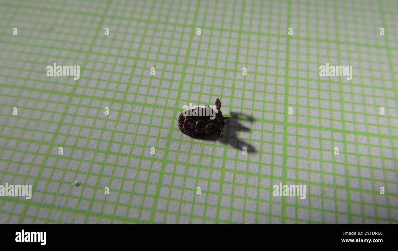 Rocky Mountain Wood Tick (Dermacentor andersoni Stock Photo - Alamy
