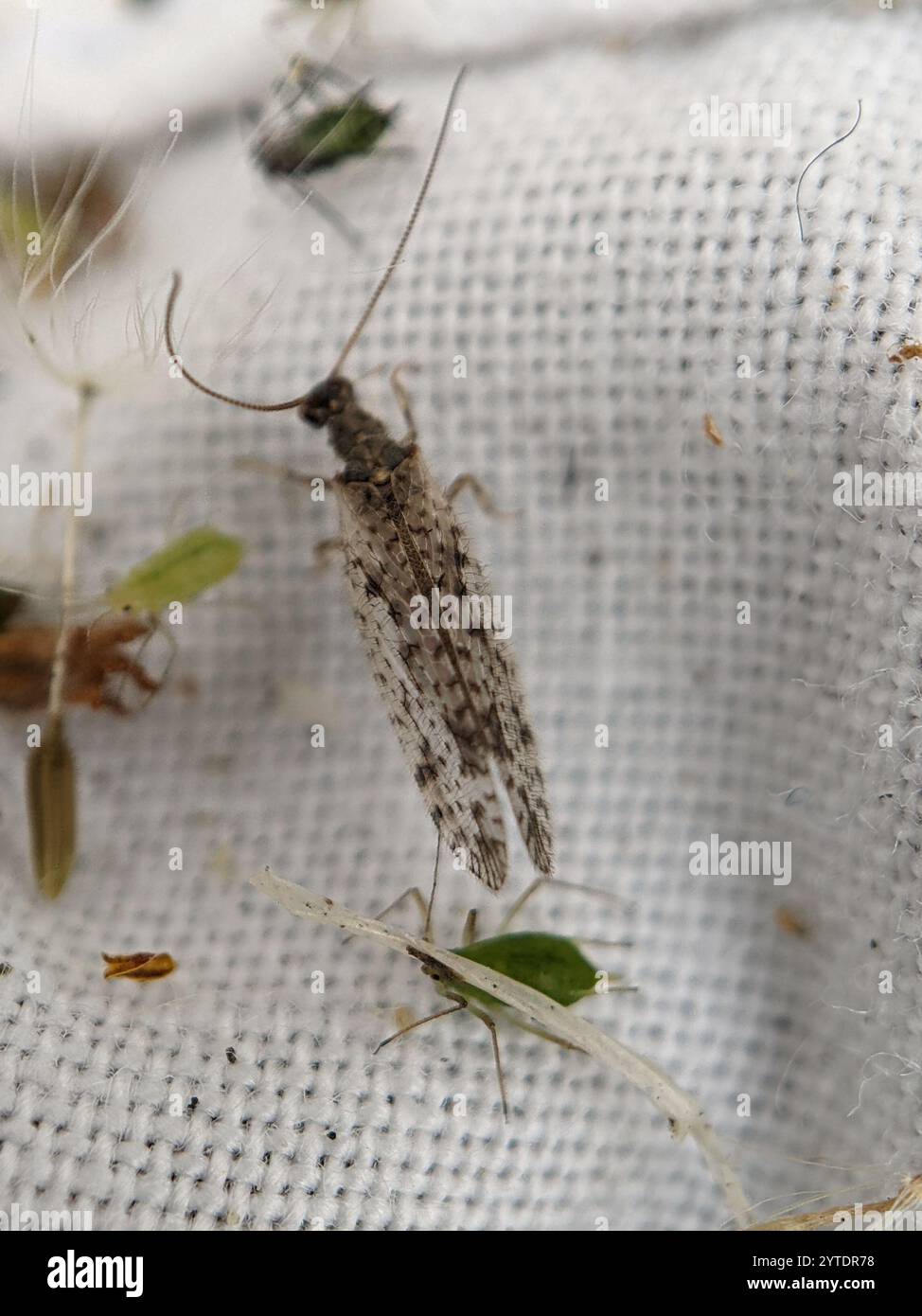 Micromus variegatus hi-res stock photography and images - Alamy
