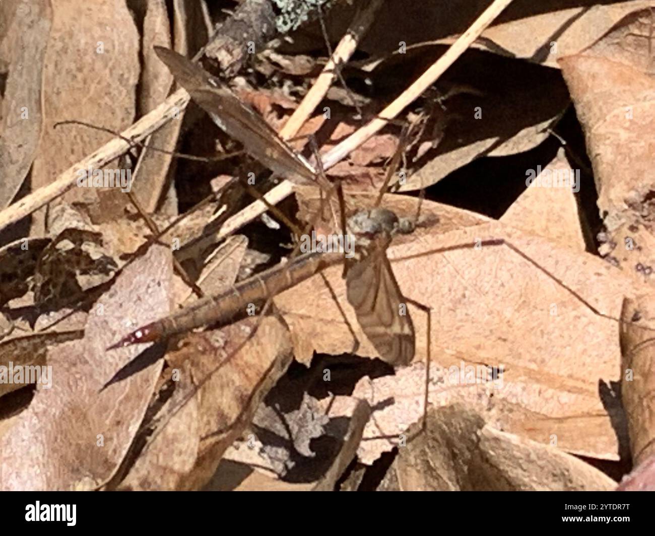 Common Crane Flies (Tipula Stock Photo - Alamy