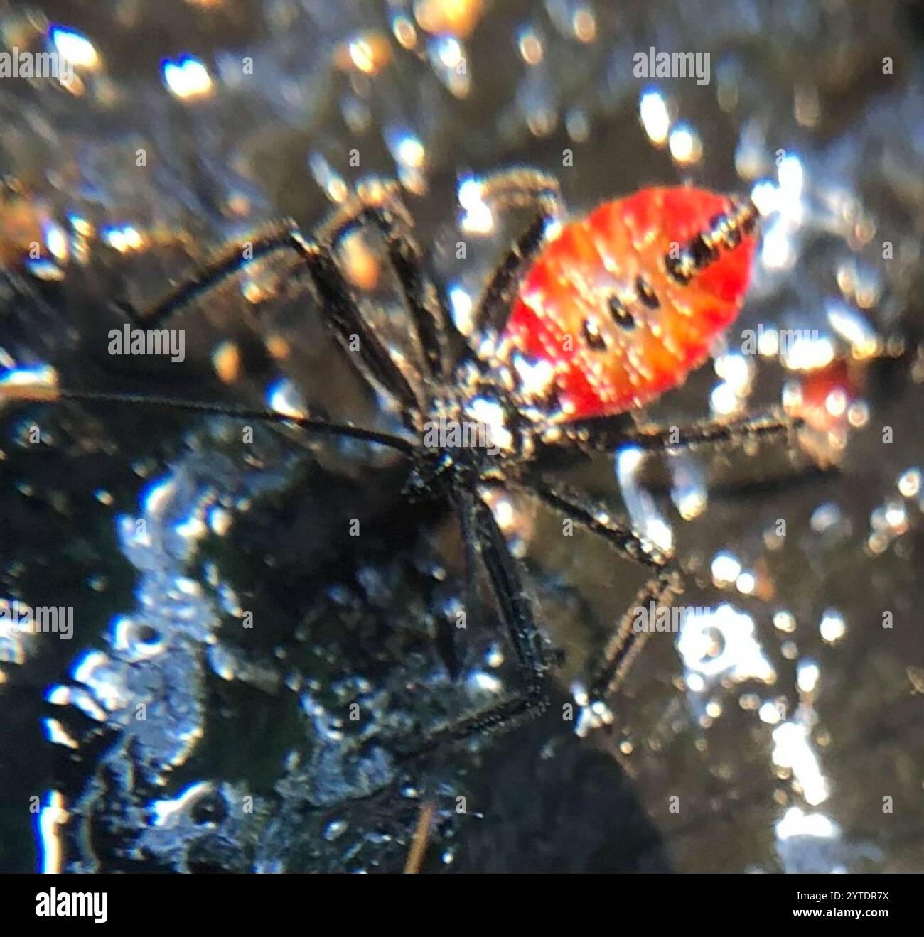 North American Wheel Bug (Arilus cristatus Stock Photo - Alamy