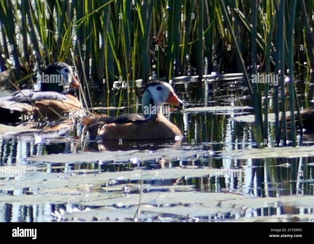 African Pygmy-Goose (Nettapus auritus Stock Photo - Alamy