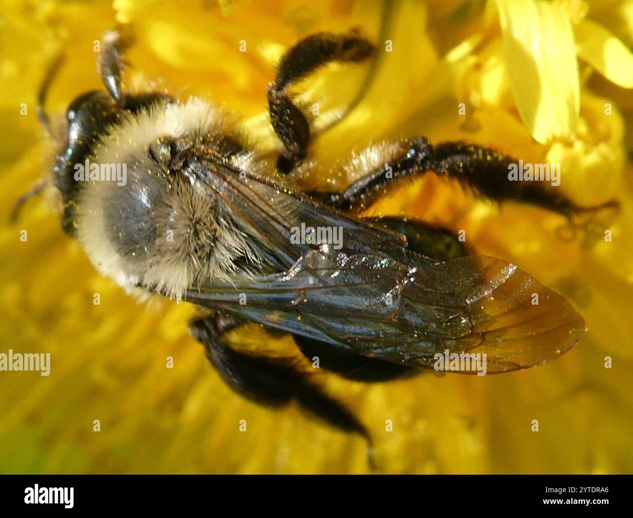 Mining Bees (Andrena Stock Photo - Alamy