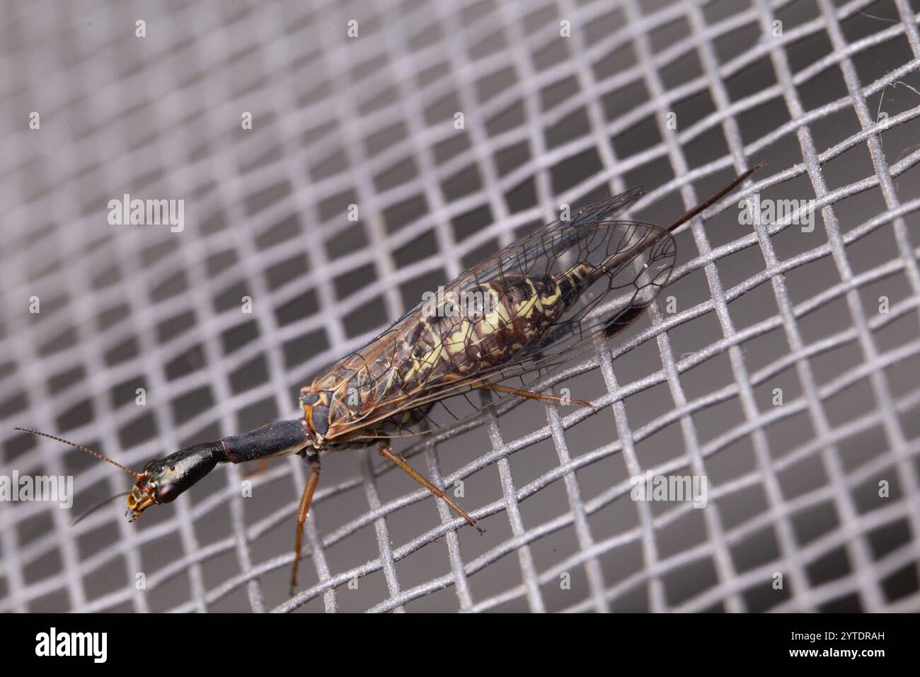 Raphidiid Snakeflies (Raphidiidae Stock Photo - Alamy