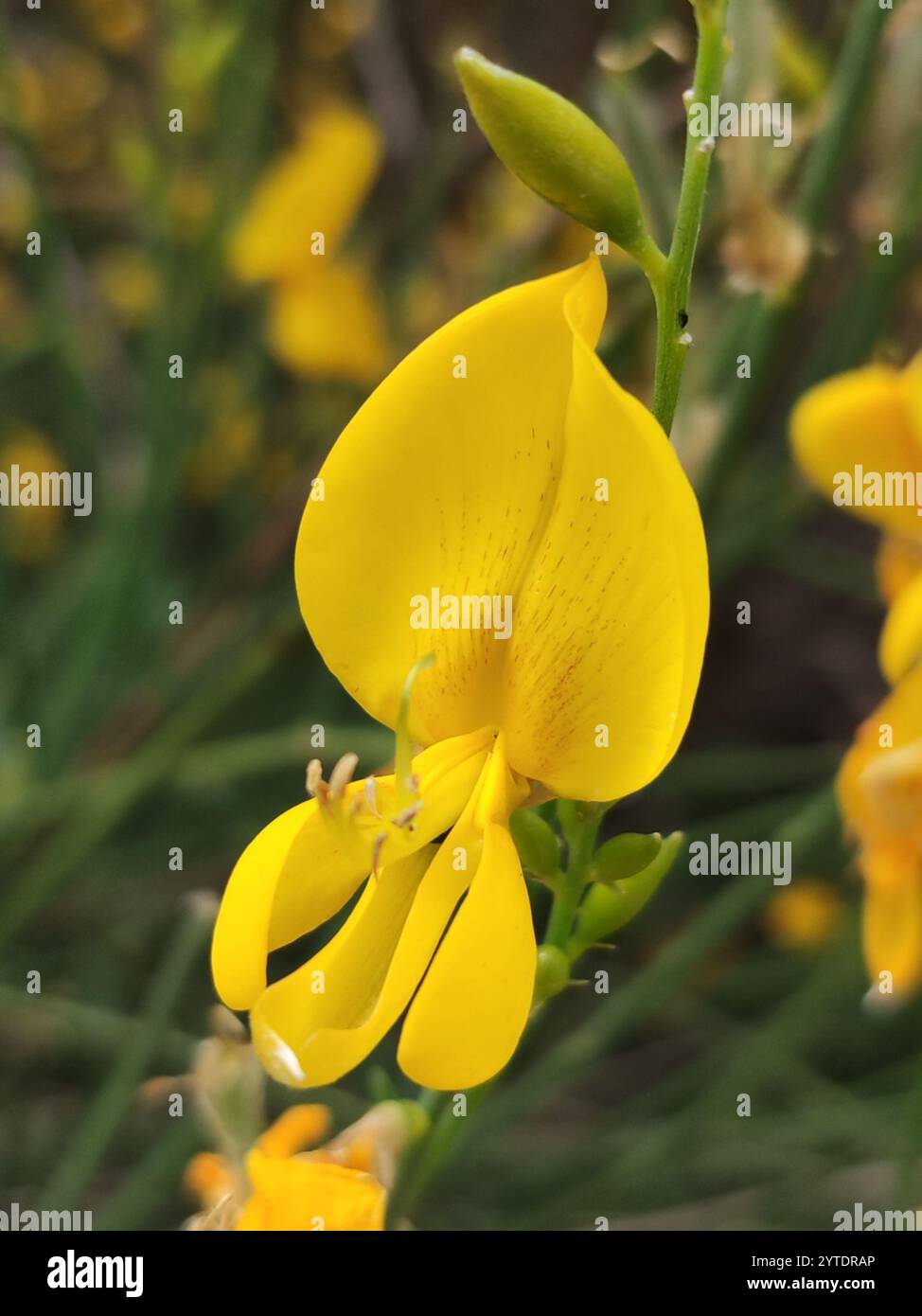 Spanish Broom (Spartium junceum Stock Photo - Alamy