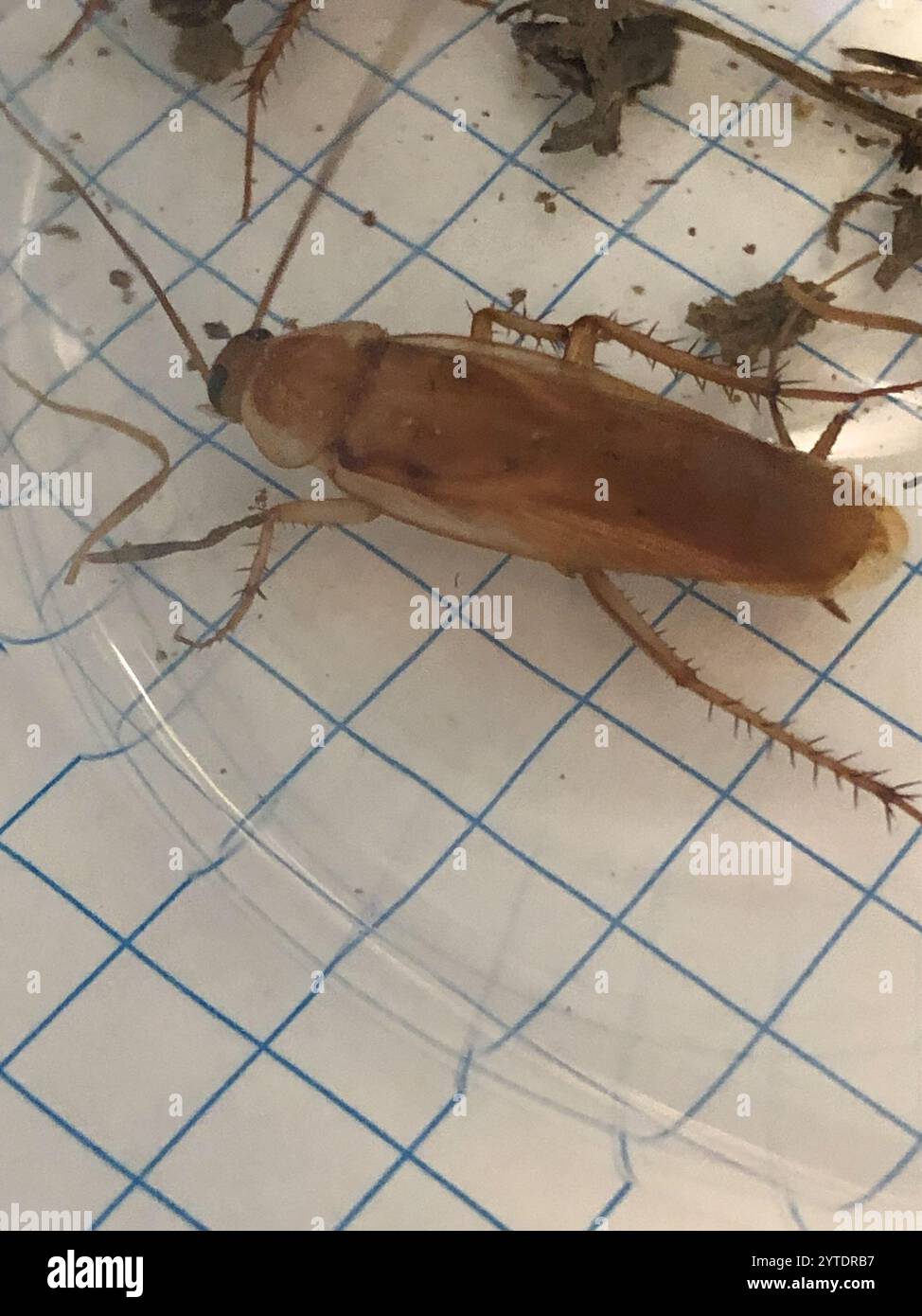 Turkestan Cockroach (Periplaneta lateralis Stock Photo - Alamy