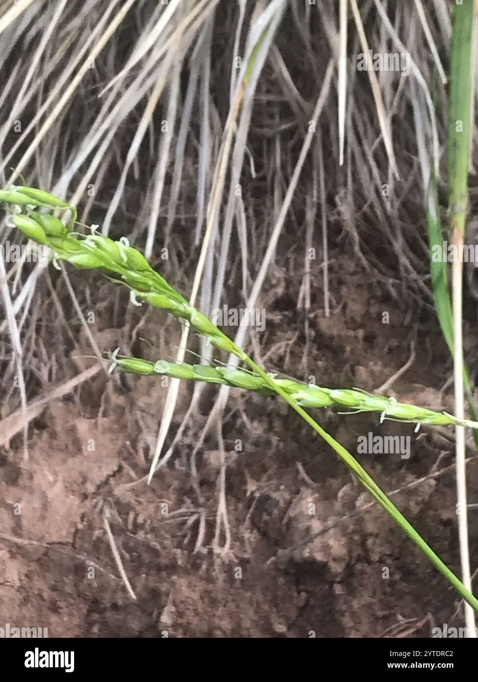White-grained Mountain-ricegrass (Oryzopsis asperifolia Stock Photo - Alamy