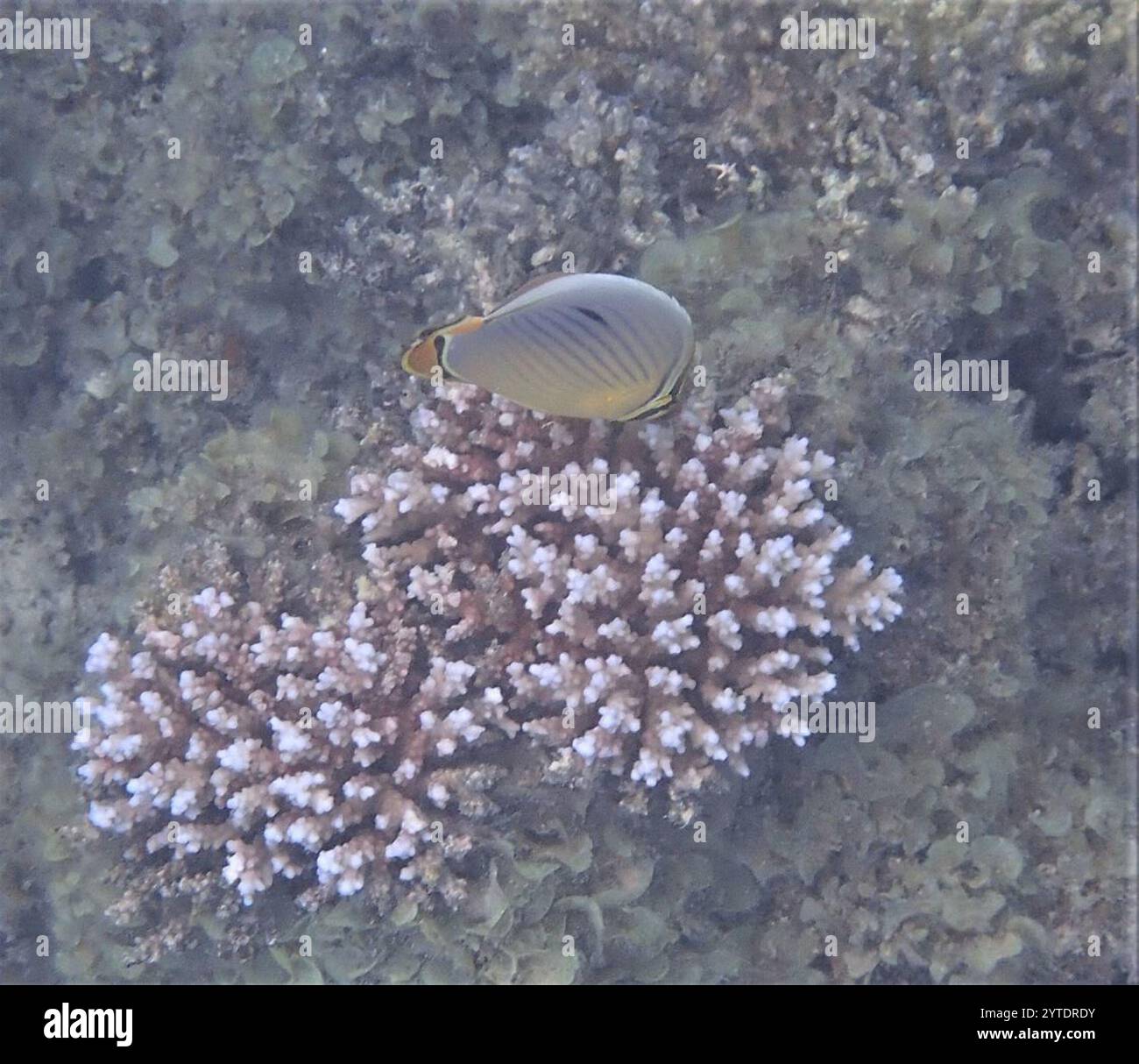 Indian Redfin Butterflyfish (Chaetodon trifasciatus Stock Photo - Alamy