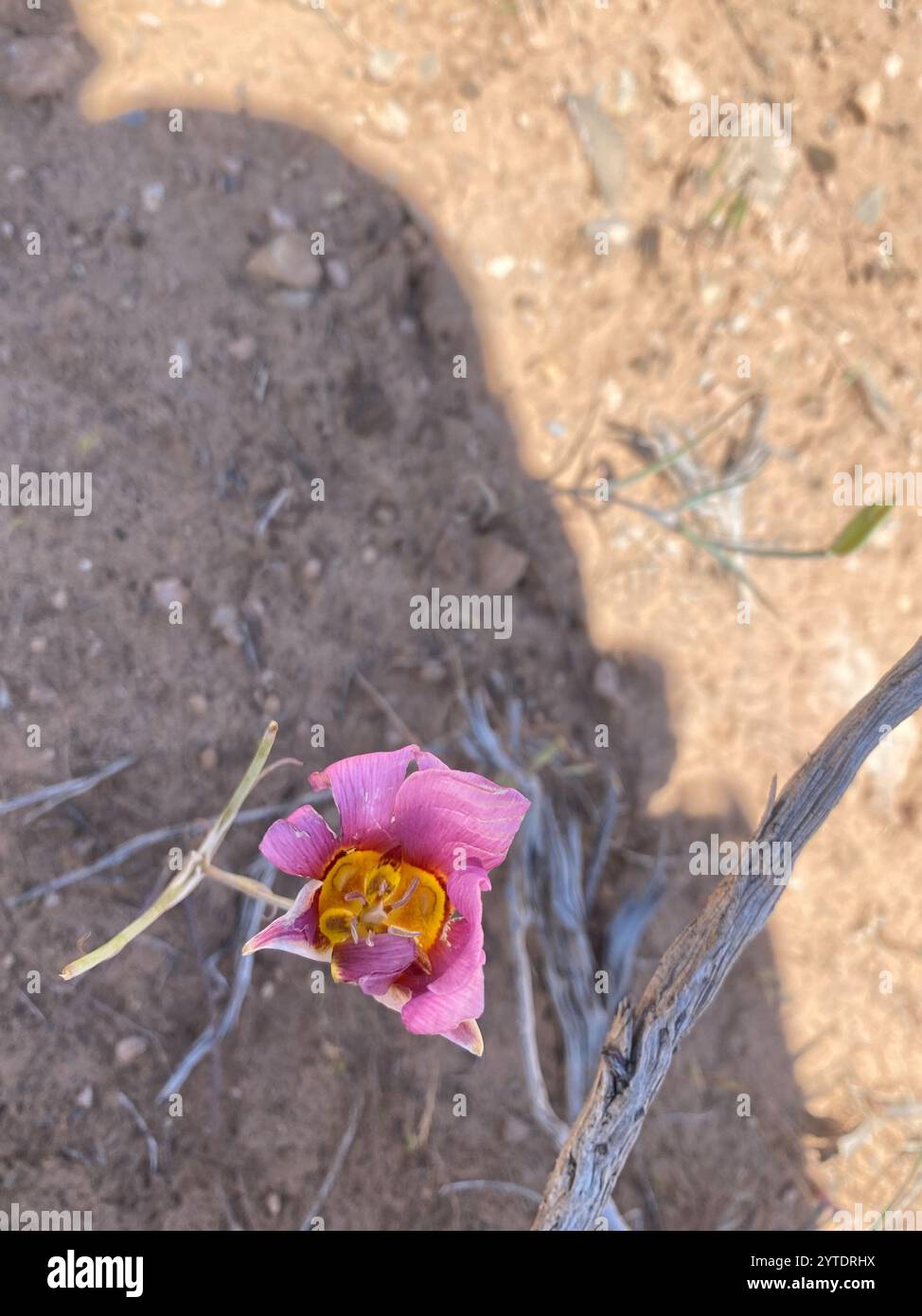 Sego lily calochortus nuttallii hi-res stock photography and images - Alamy