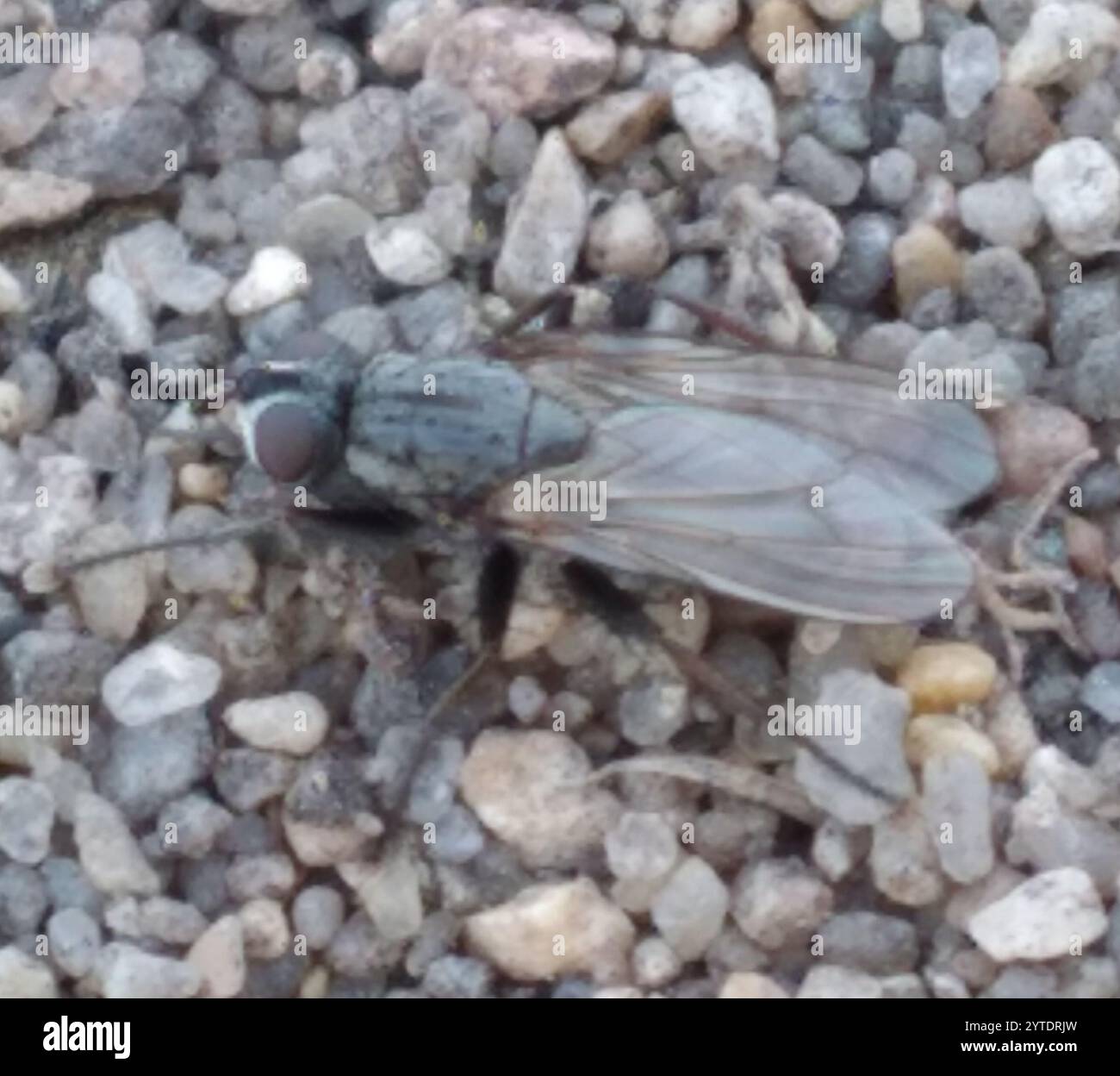 Root-maggot Flies (Anthomyiidae Stock Photo - Alamy