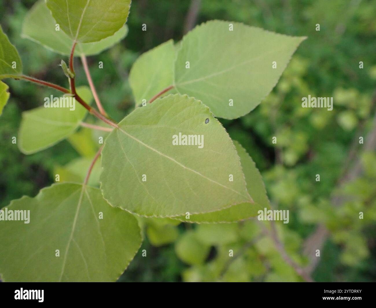 trembling aspen (Populus tremuloides Stock Photo - Alamy