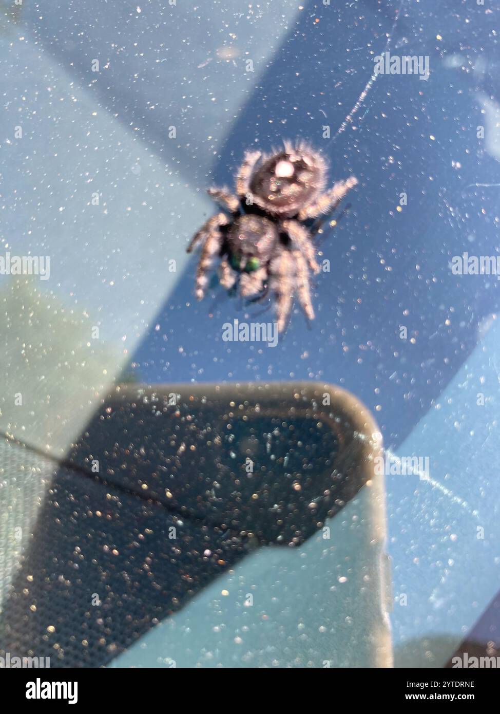 Bold Jumping Spider (Phidippus audax Stock Photo - Alamy