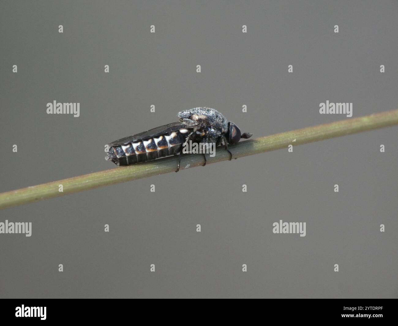 Stevensoni hi-res stock photography and images - Alamy