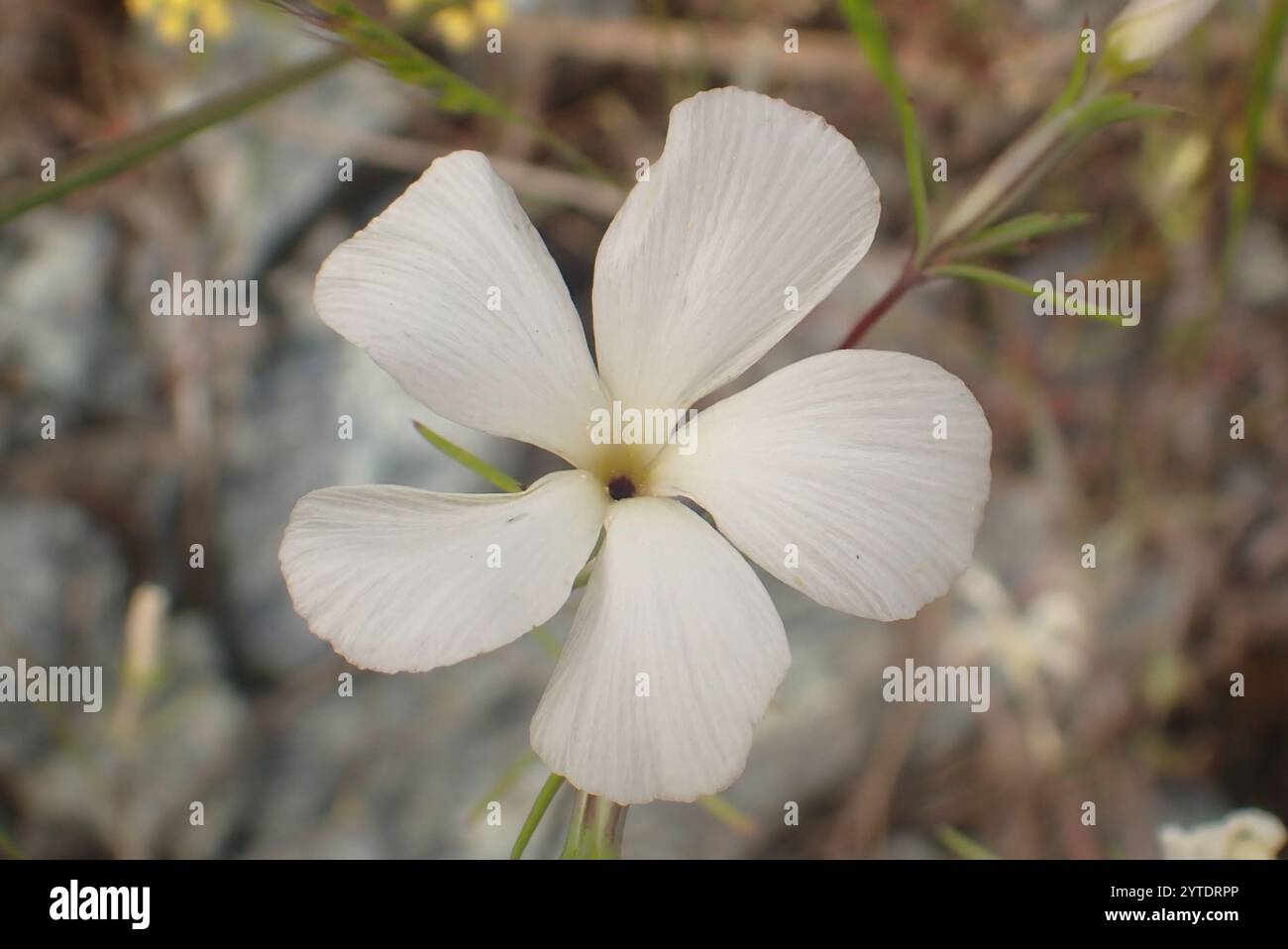 evening snow (Linanthus dichotomus Stock Photo - Alamy