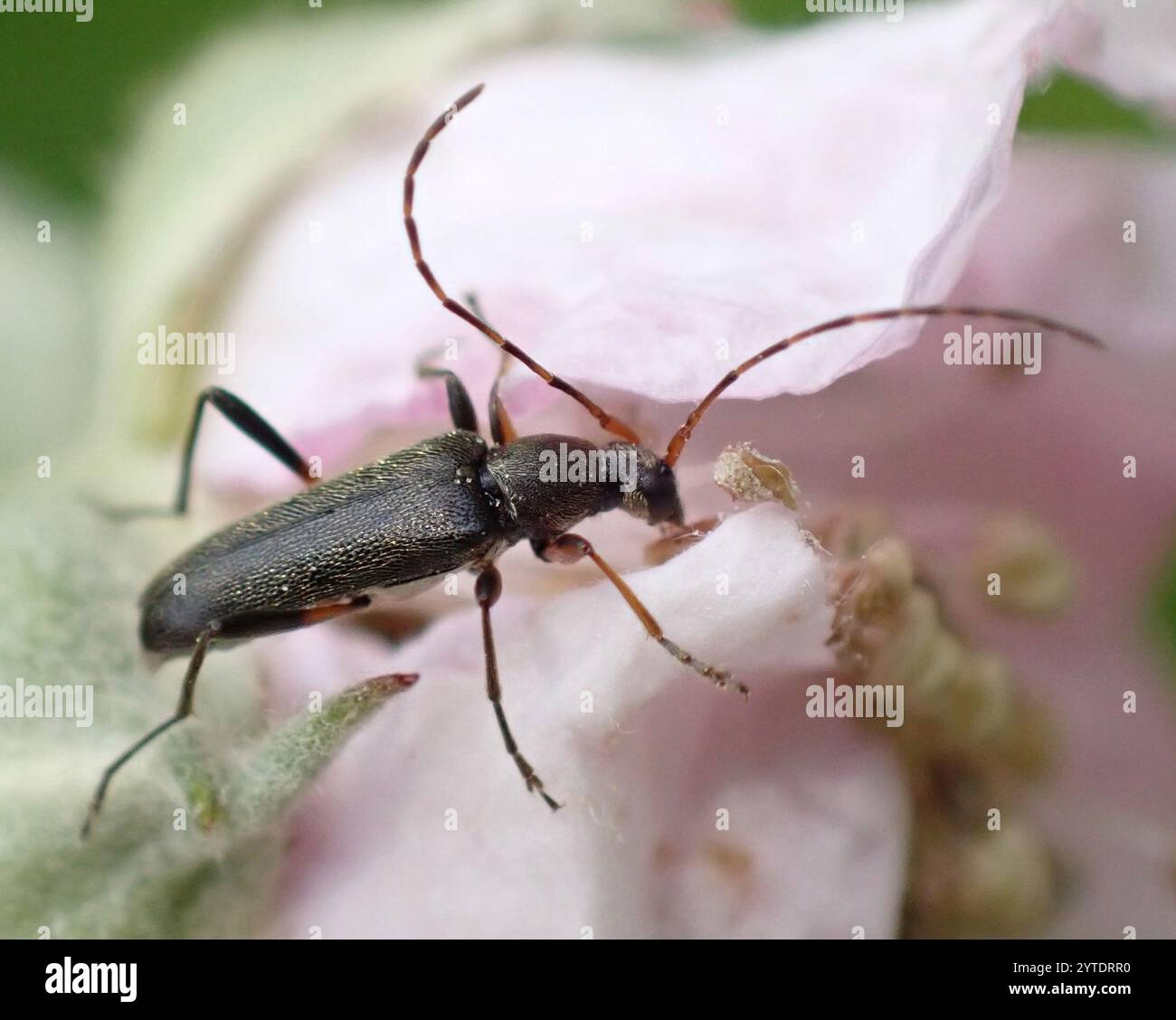 common grammoptera (Grammoptera ruficornis Stock Photo - Alamy