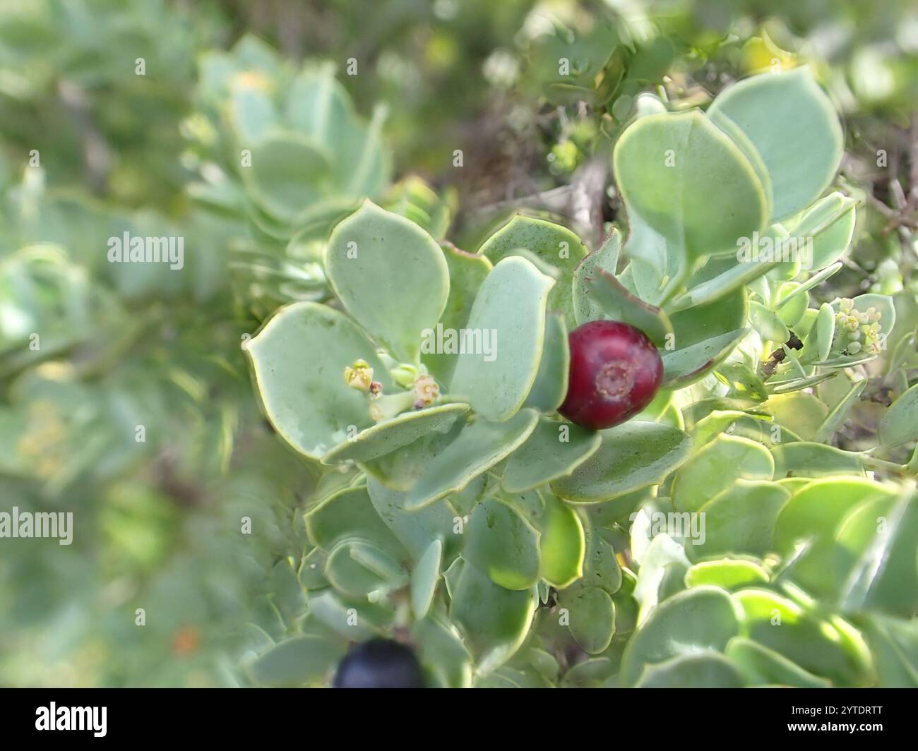 Cape Sumach (Colpoon compressum Stock Photo - Alamy