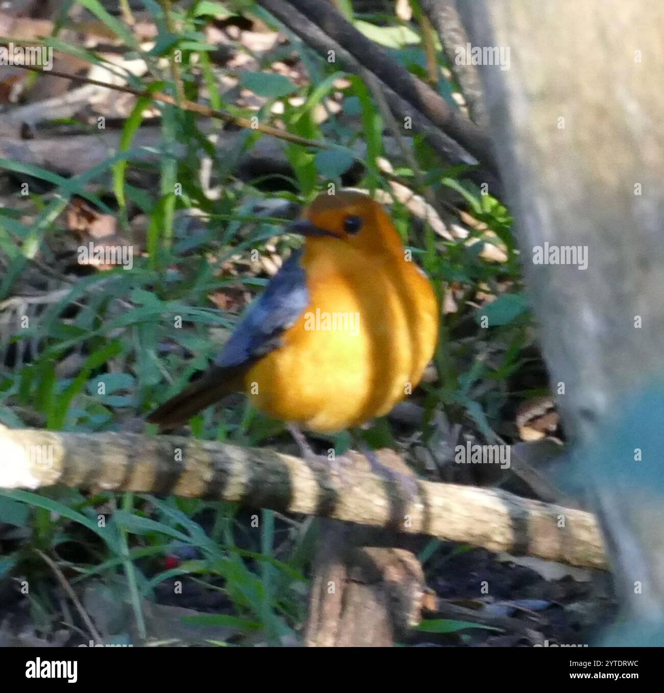 Red-capped Robin-Chat (Cossypha natalensis Stock Photo - Alamy