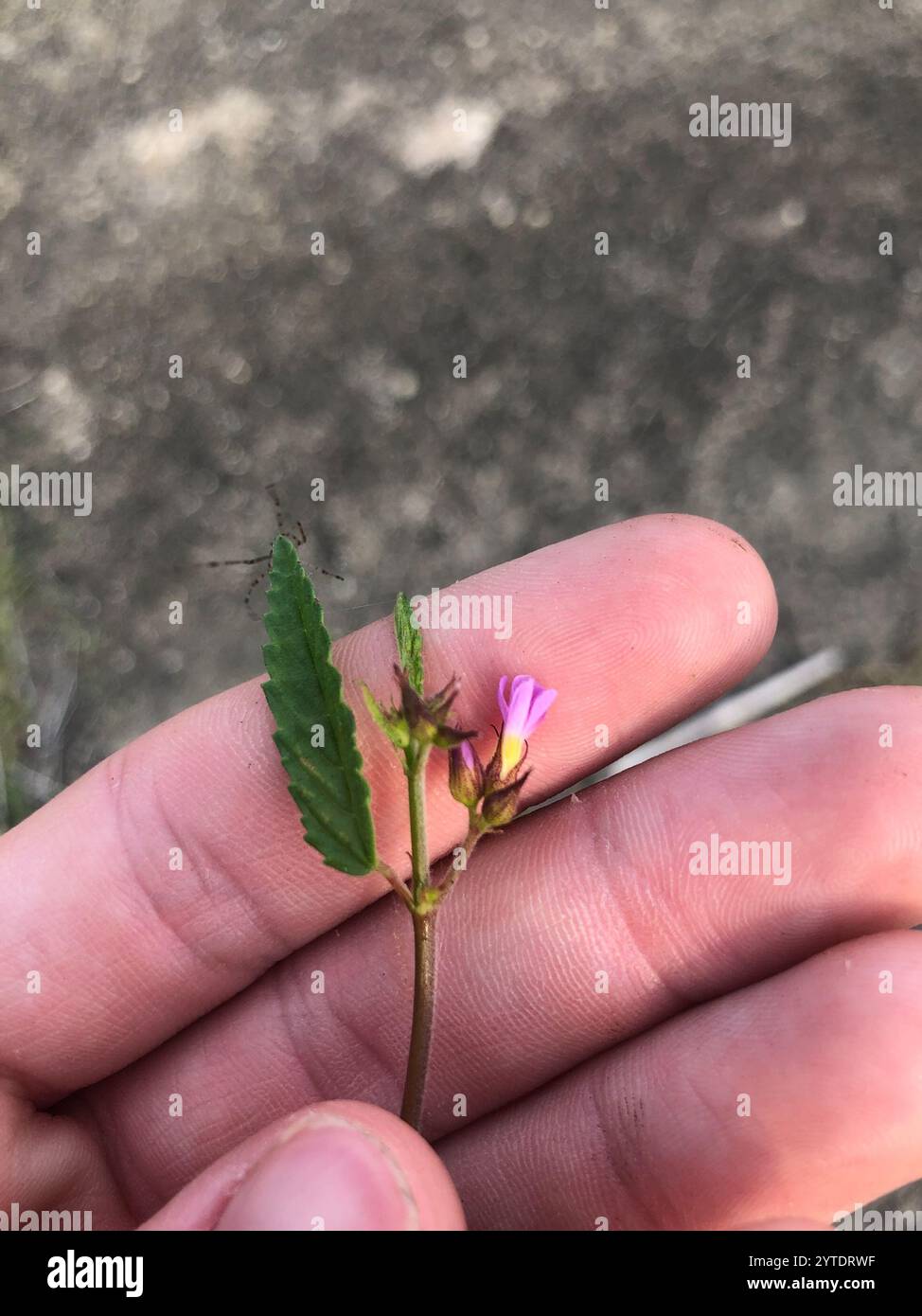 Pyramid Flower (Melochia pyramidata Stock Photo - Alamy