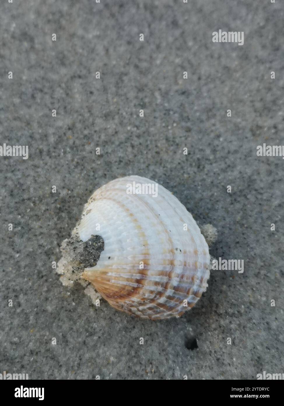 Common Cockle (Cerastoderma edule Stock Photo - Alamy