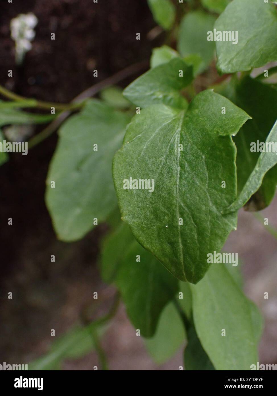 Family campanulaceae hi-res stock photography and images - Alamy