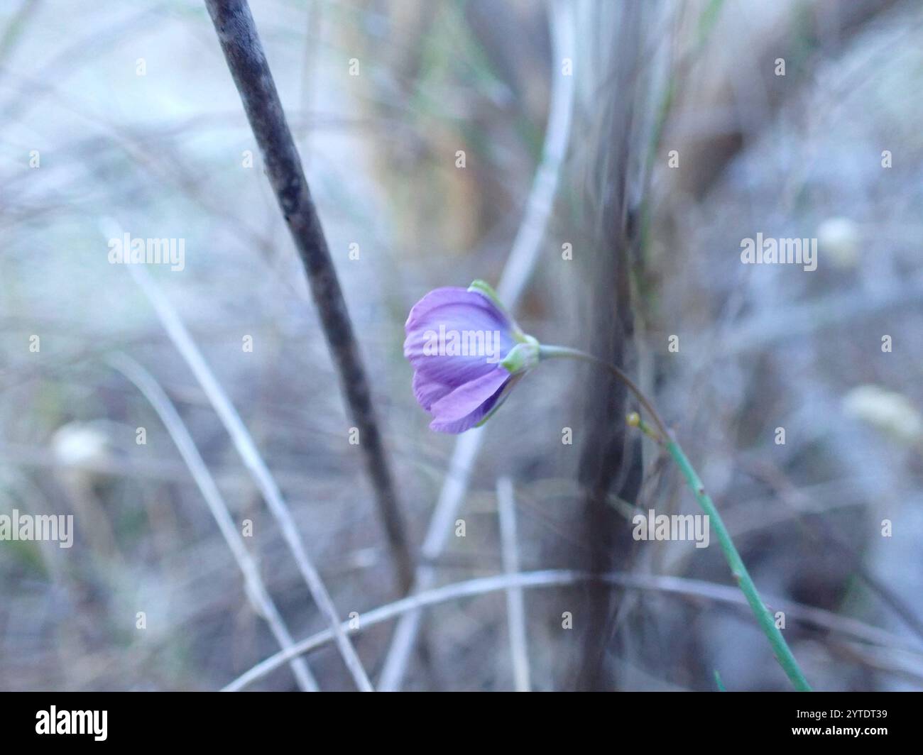 (Heliophila linearis linearifolia Stock Photo - Alamy