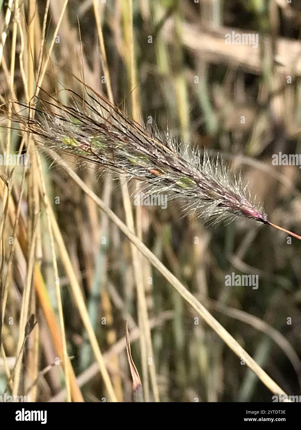 Queensland Blue Grass (Dichanthium sericeum Stock Photo - Alamy