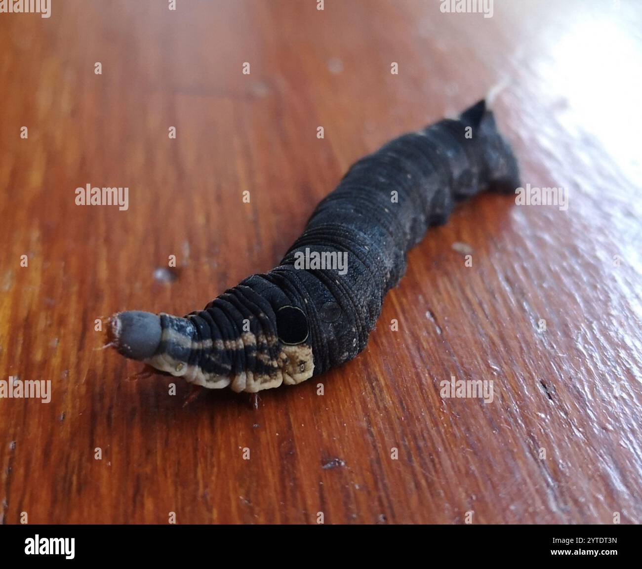 Common Striped Hawkmoth (Hippotion eson Stock Photo - Alamy