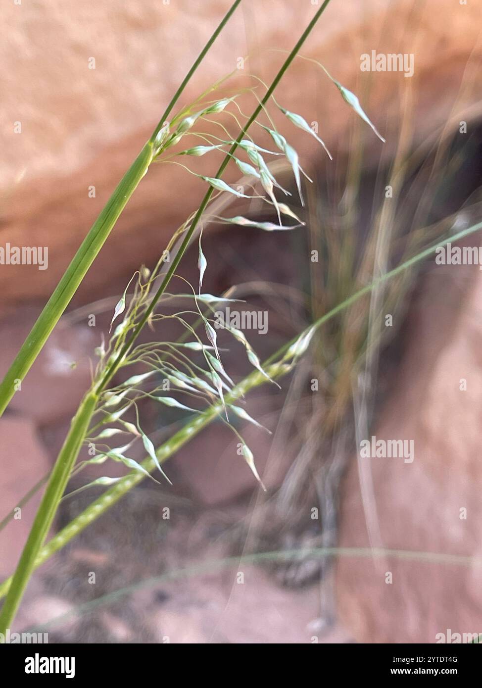 Sand Ricegrass (Eriocoma hymenoides Stock Photo - Alamy