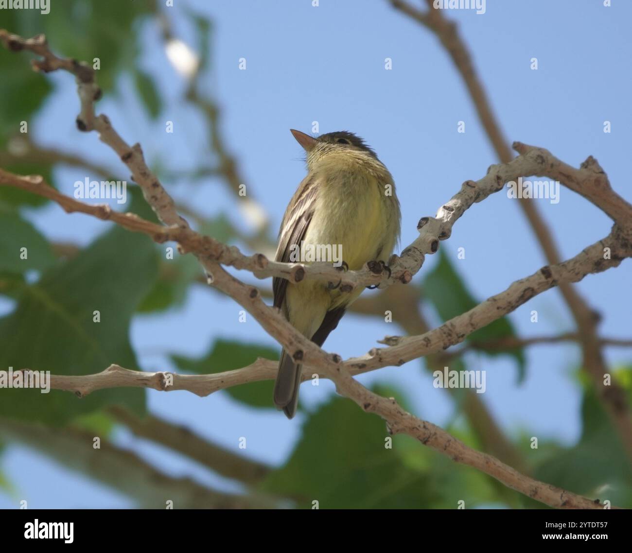 Western Flycatcher (Empidonax difficilis Stock Photo - Alamy