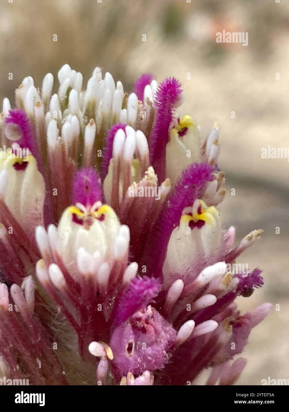 purple owl's-clover (Castilleja exserta Stock Photo - Alamy