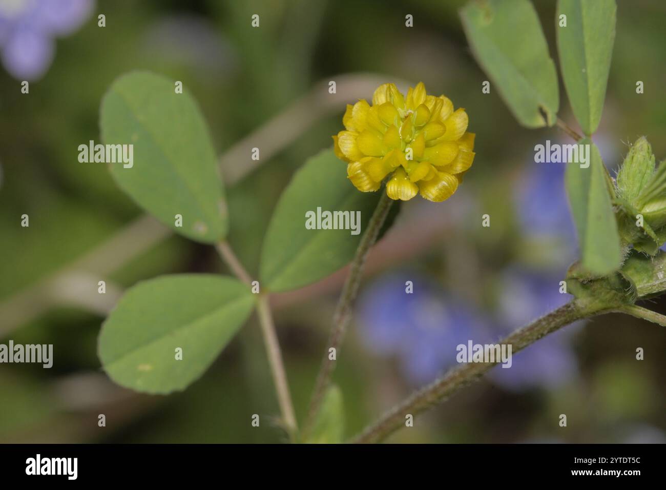 hop trefoil (Trifolium campestre Stock Photo - Alamy