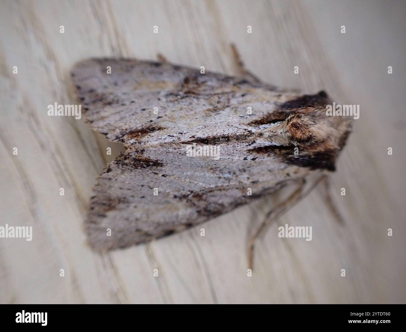 Clouded-bordered Brindle (Apamea crenata Stock Photo - Alamy