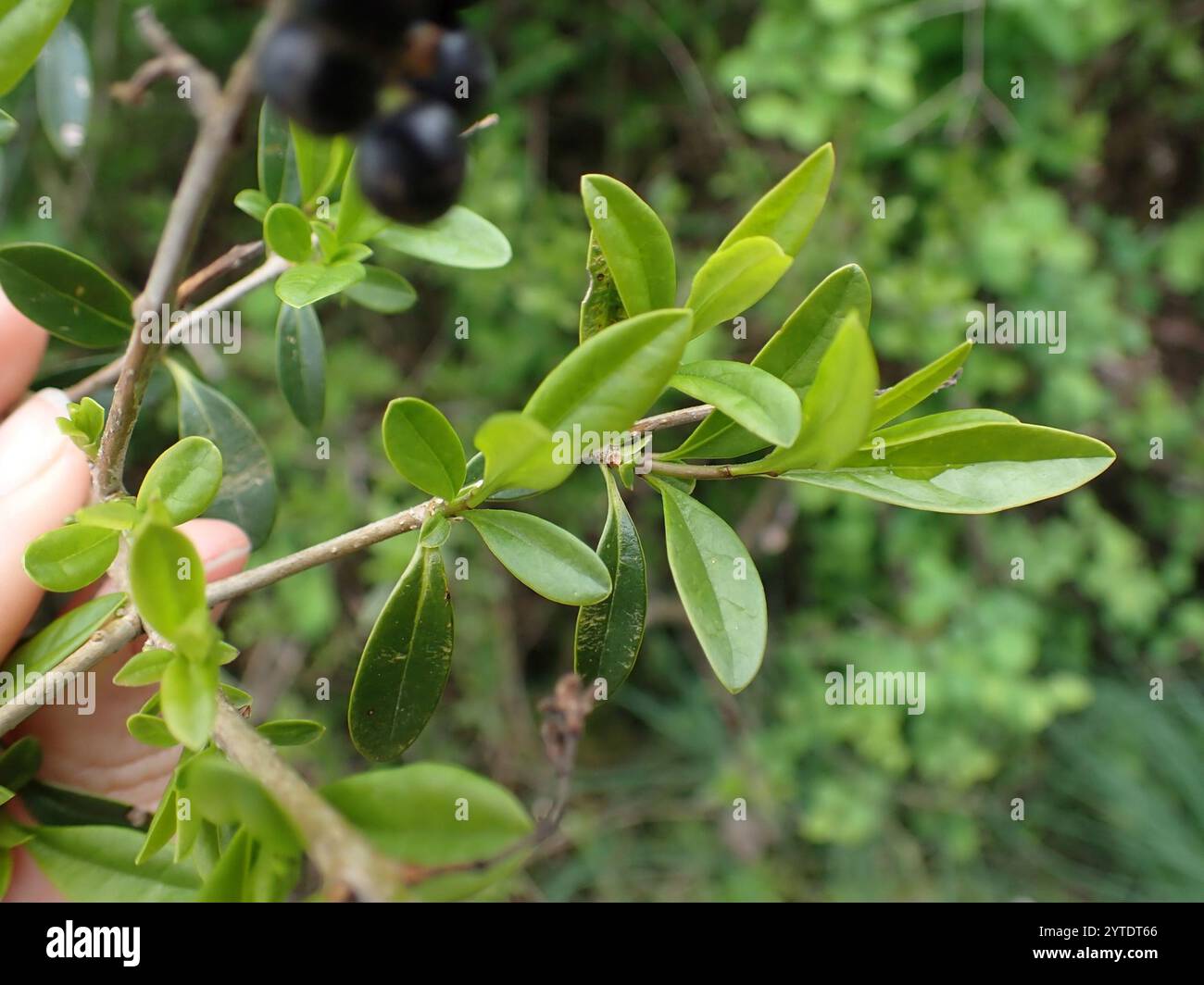 Common Privet (Ligustrum vulgare Stock Photo - Alamy